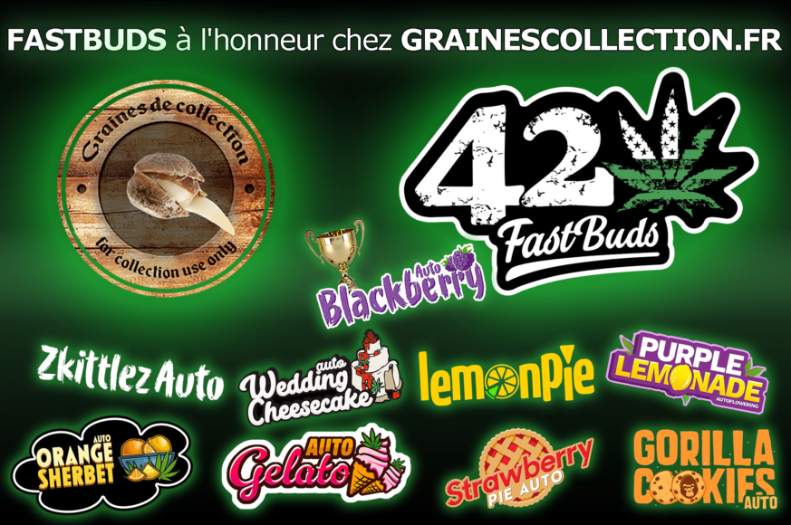 Graines Fast Buds en vente en ligne | CB et livraison 72h